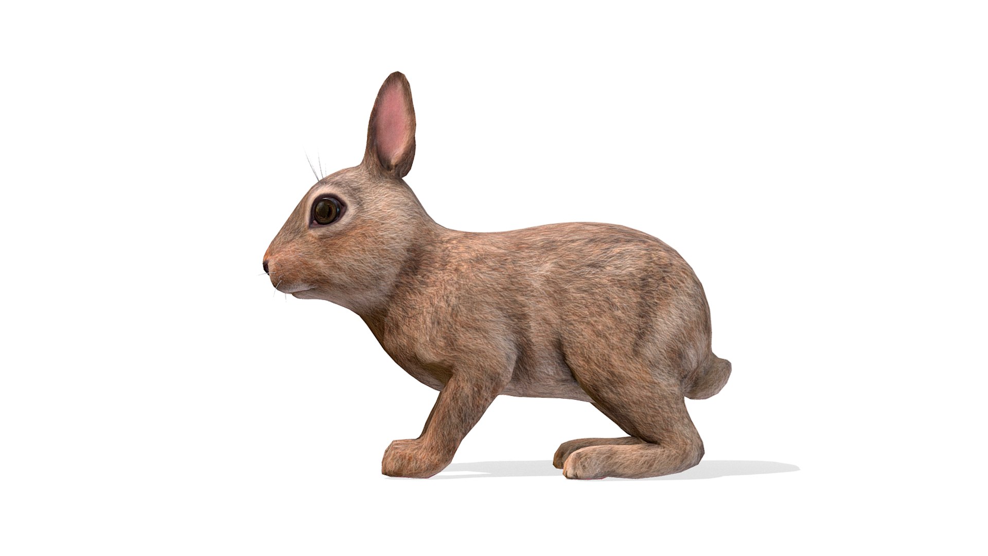 3D model Bunny - TurboSquid 1938417