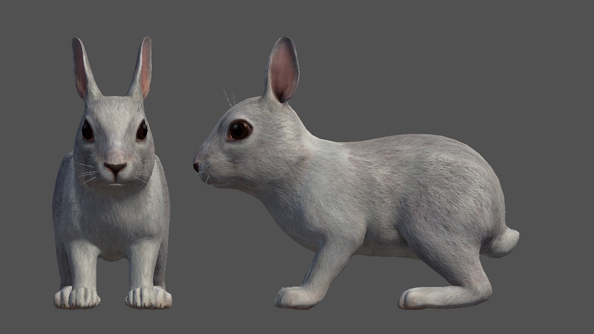 3D model Bunny - TurboSquid 1938417