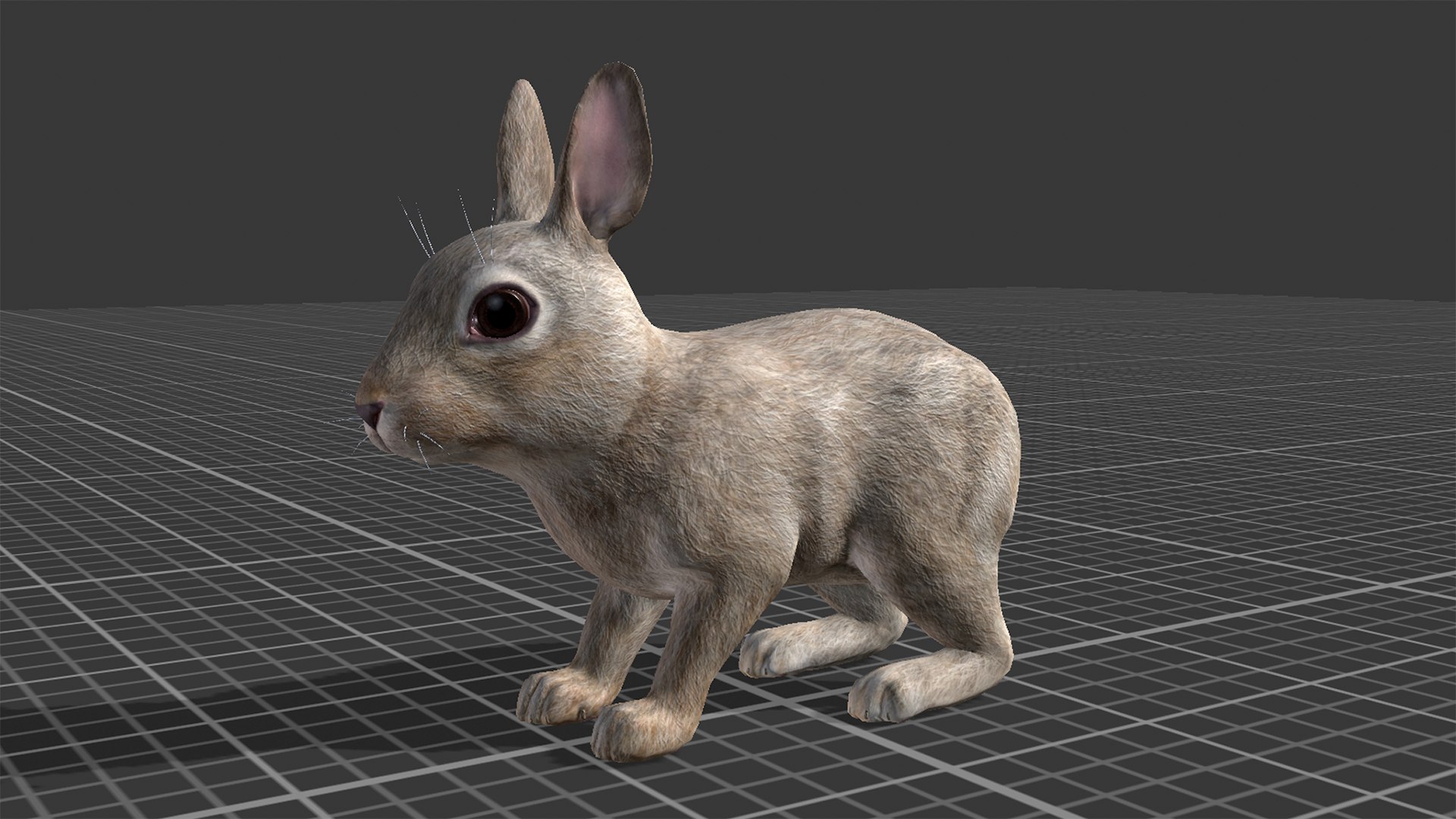 3D model Bunny - TurboSquid 1938417