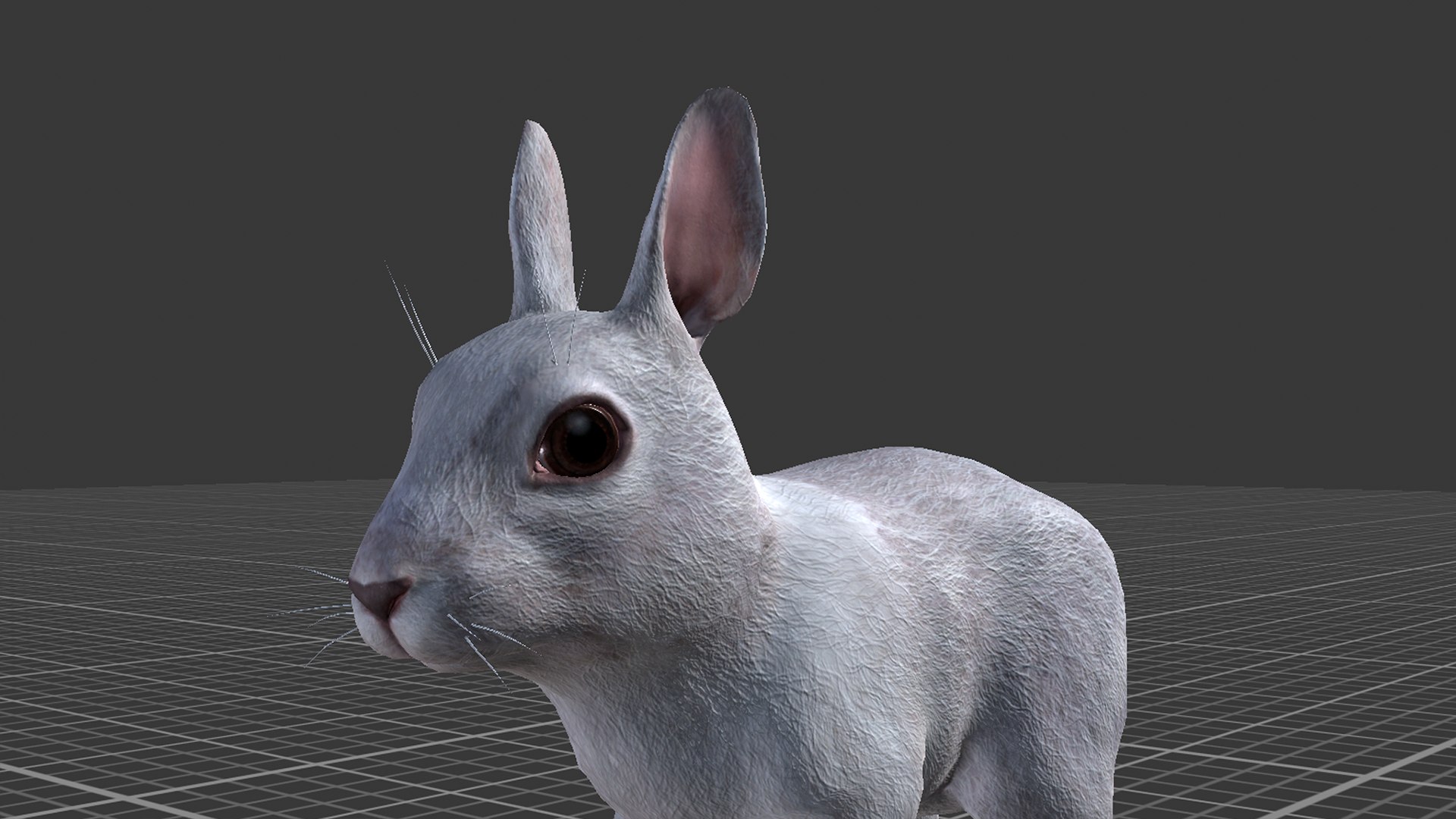 3D model Bunny - TurboSquid 1938417