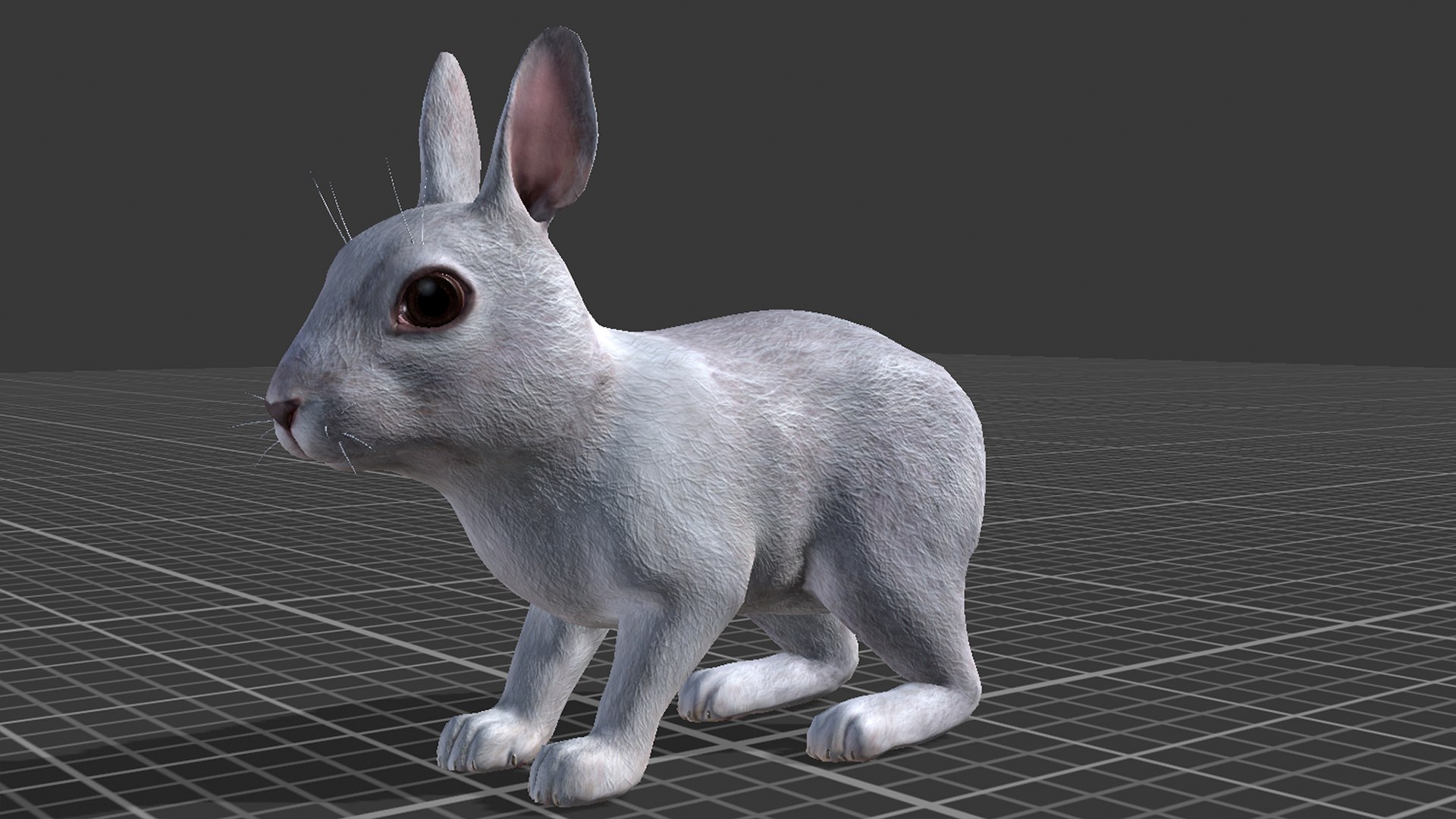 3D model Bunny - TurboSquid 1938417