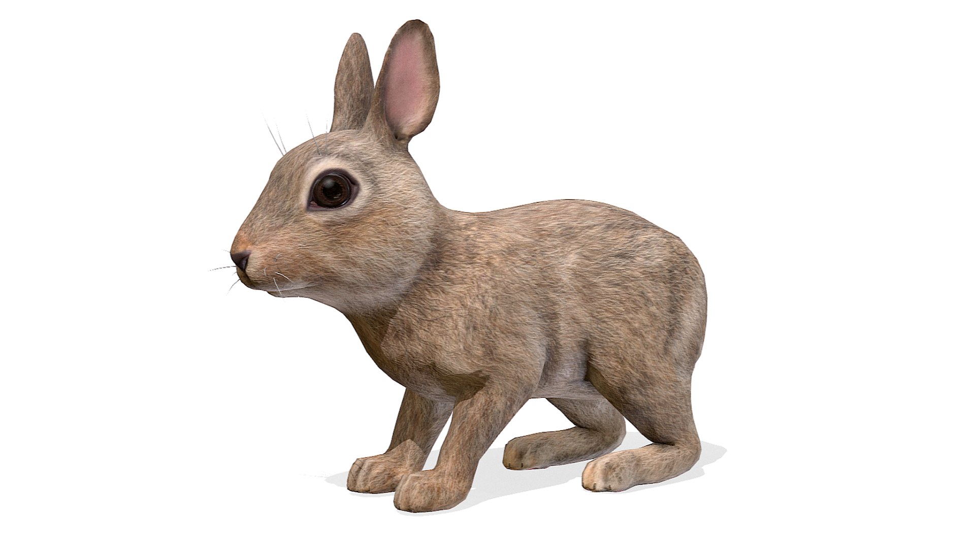 3d Model Bunny Turbosquid 1938417