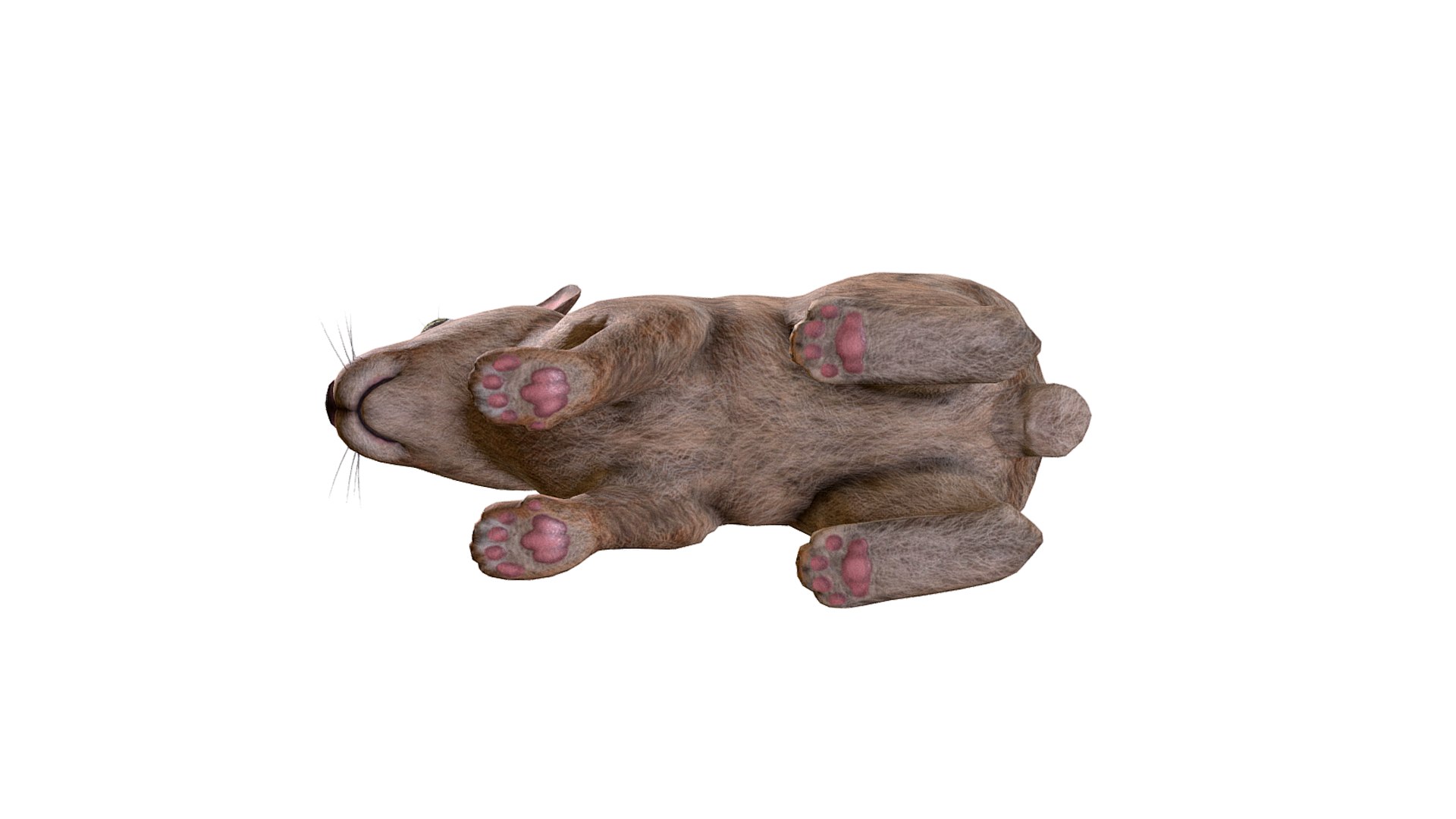 3D model Bunny - TurboSquid 1938417