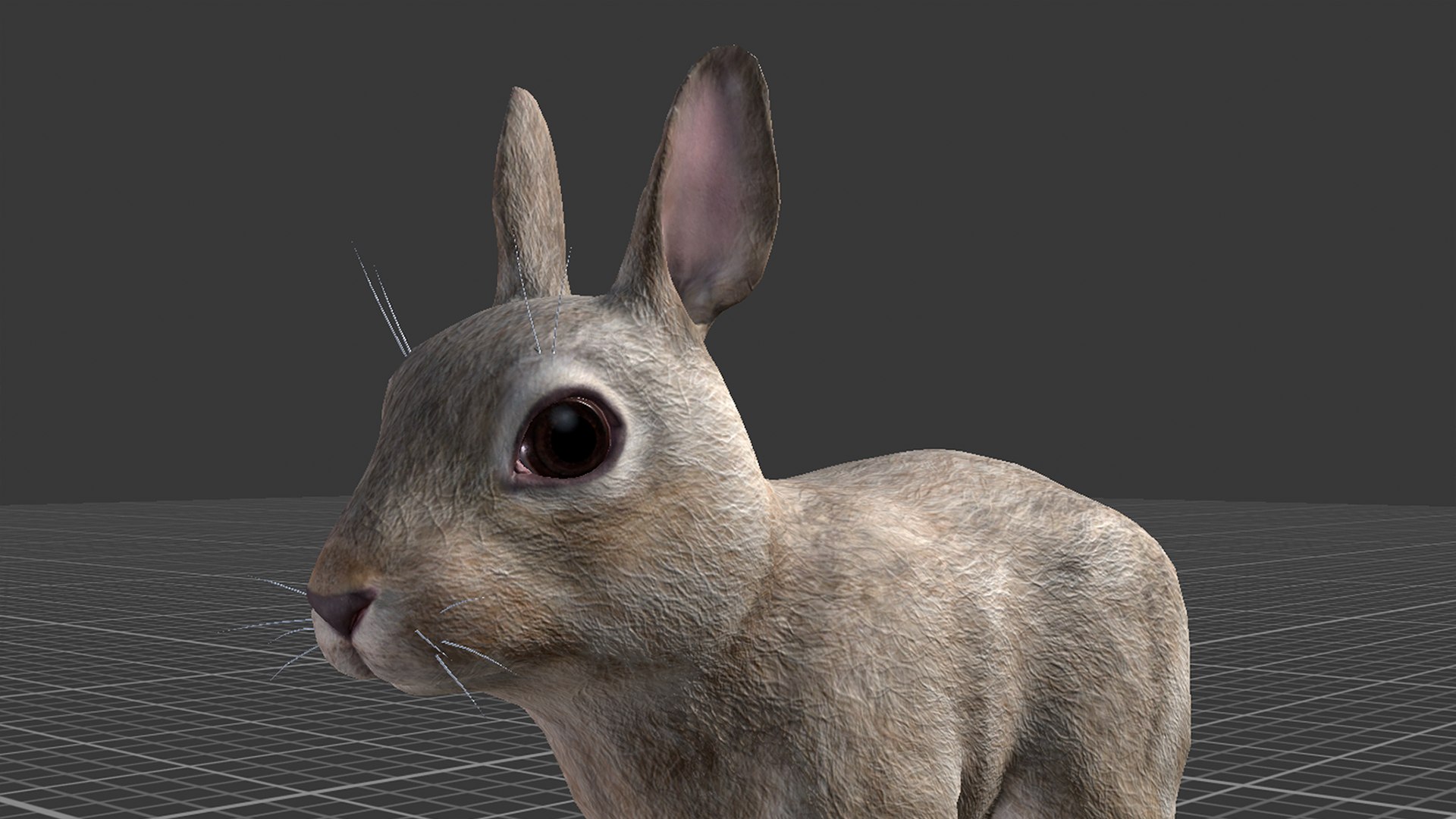 3D model Bunny - TurboSquid 1938417