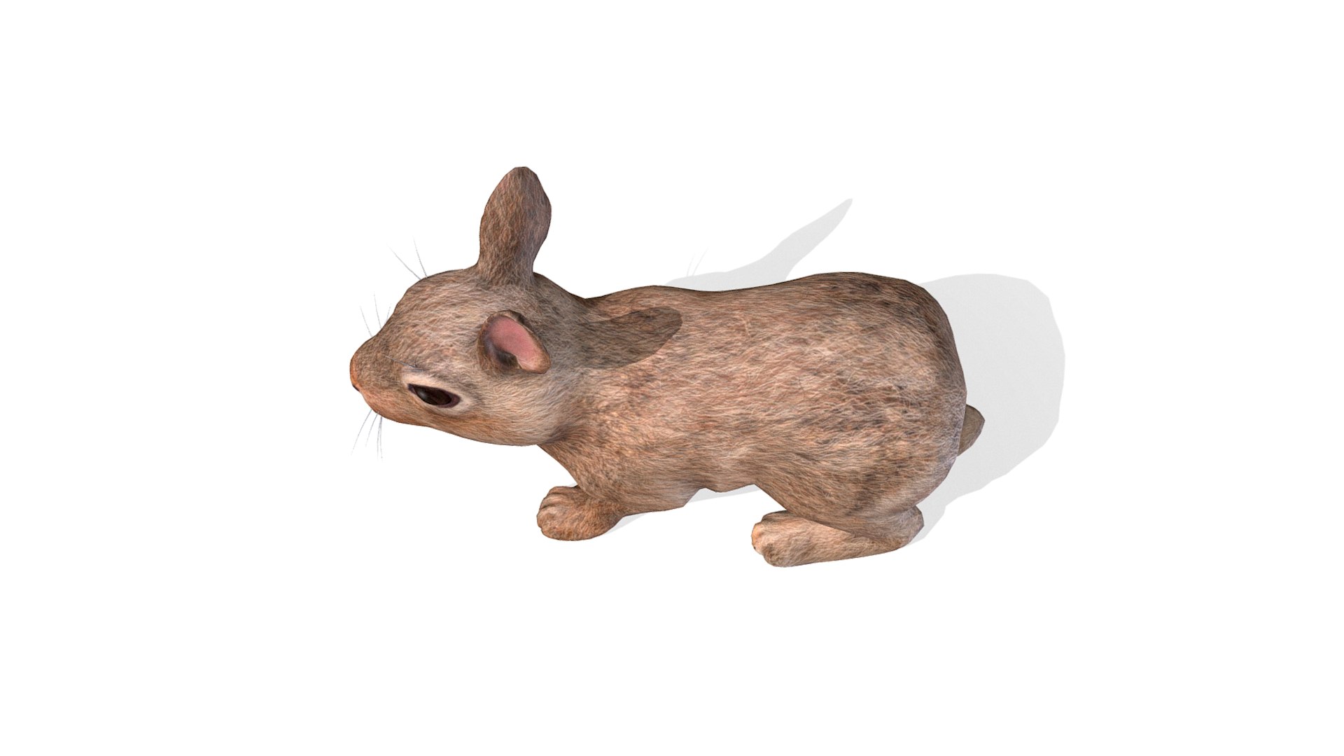 3D model Bunny - TurboSquid 1938417