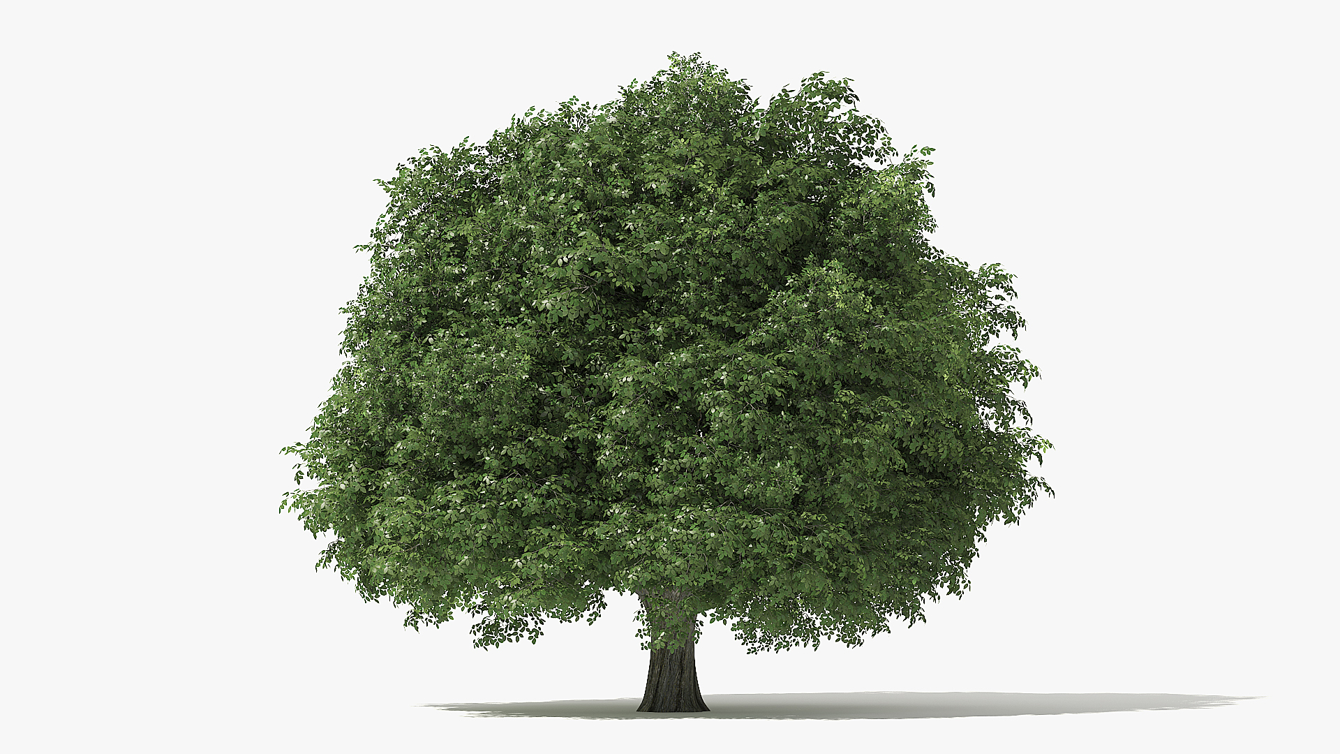 Rock Elm Tree 6 3D - TurboSquid 1464503