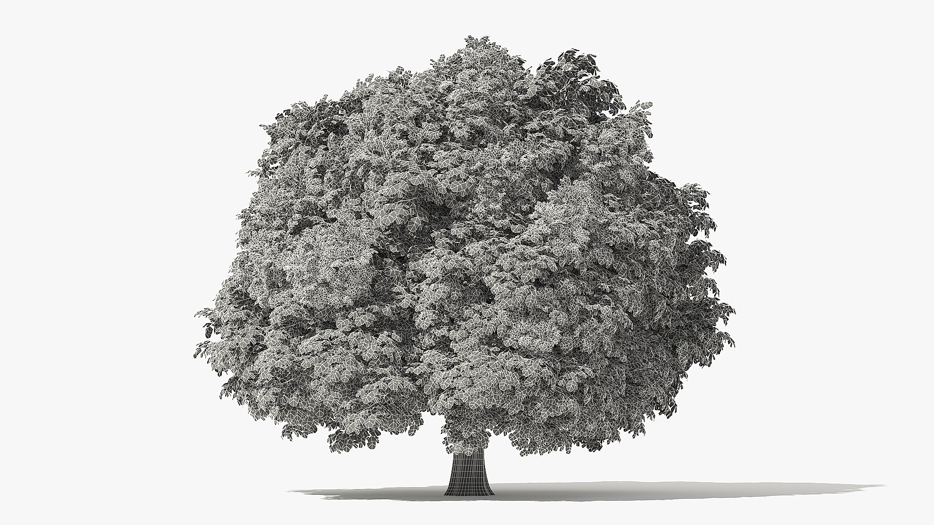 Rock Elm Tree 6 3D - TurboSquid 1464503