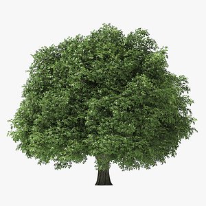 Free 3D Elm-Tree Models | TurboSquid