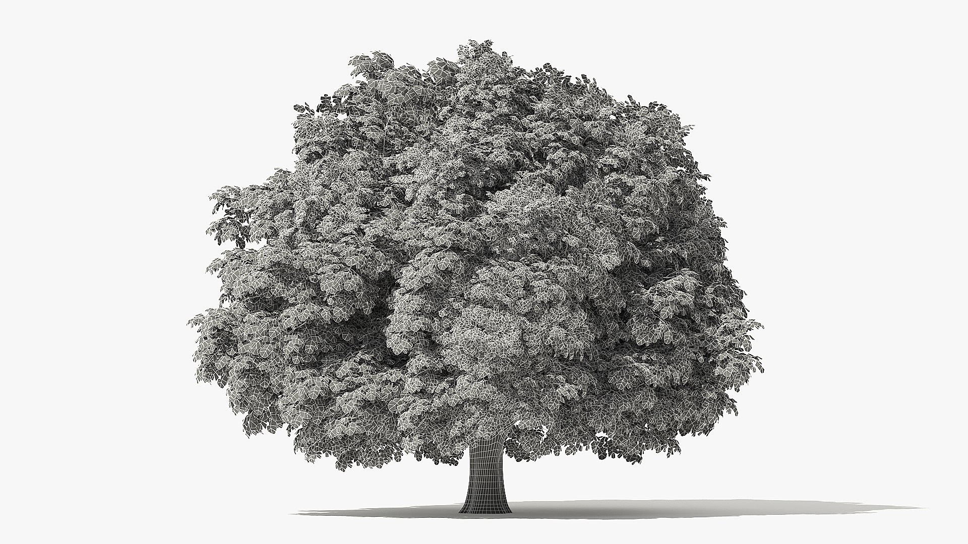 Rock Elm Tree 6 3D - TurboSquid 1464503