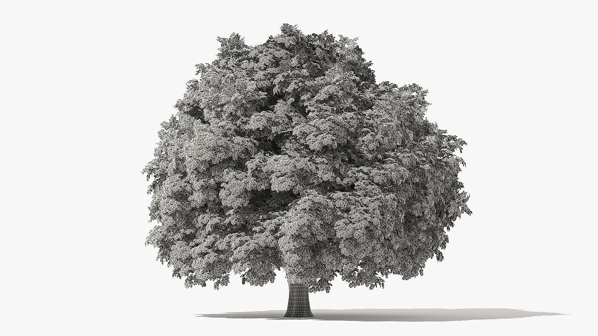 Rock Elm Tree 6 3D - TurboSquid 1464503