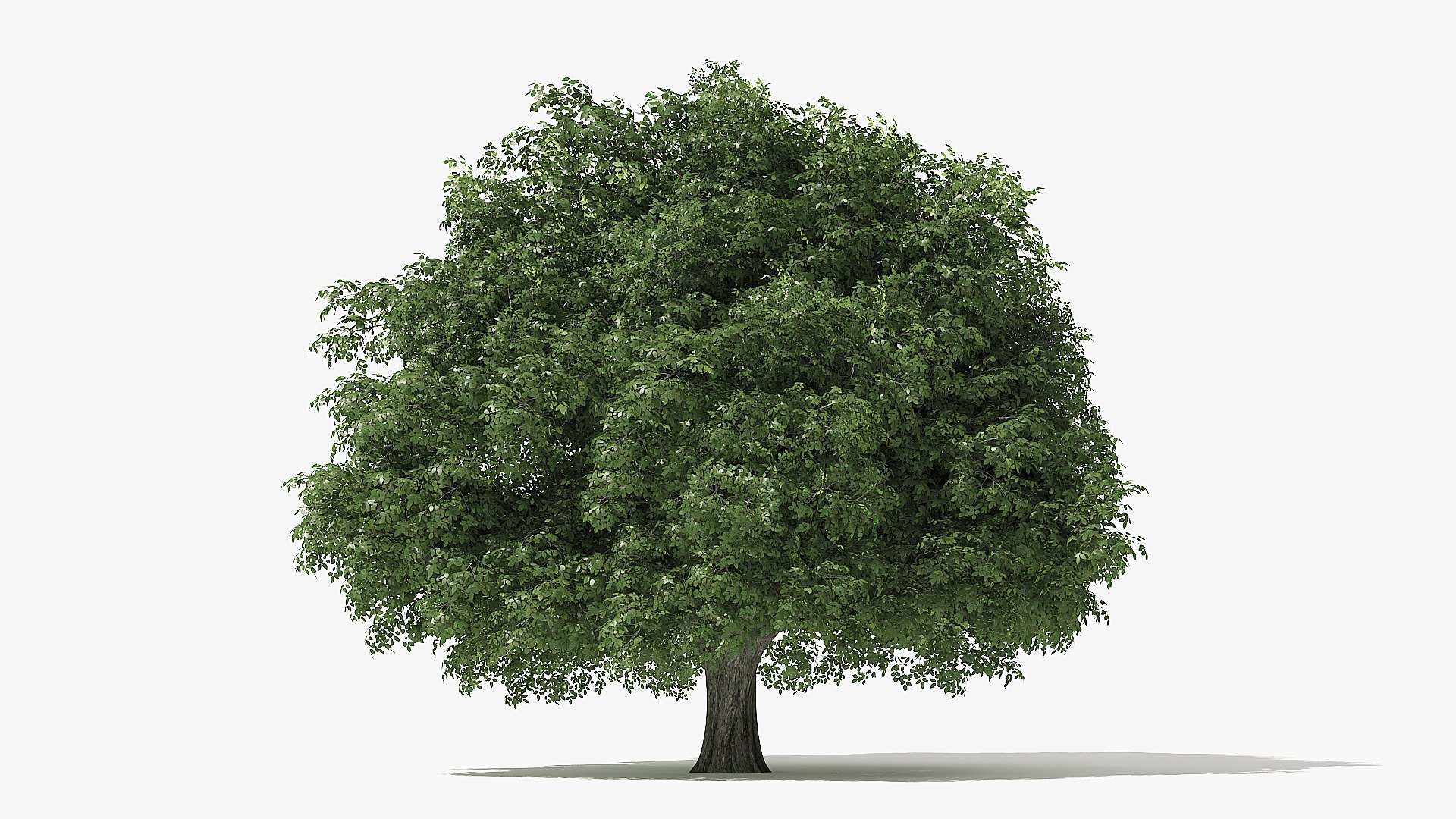 Rock Elm Tree 6 3D - TurboSquid 1464503