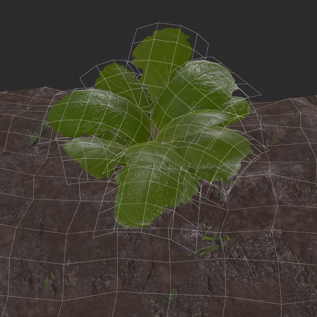 3D Farmers Crops Lettuce - TurboSquid 1842743
