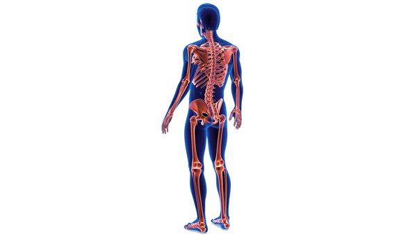modelo 3d Cuerpo humano masculino con sistema esquelético Modelo médico ...