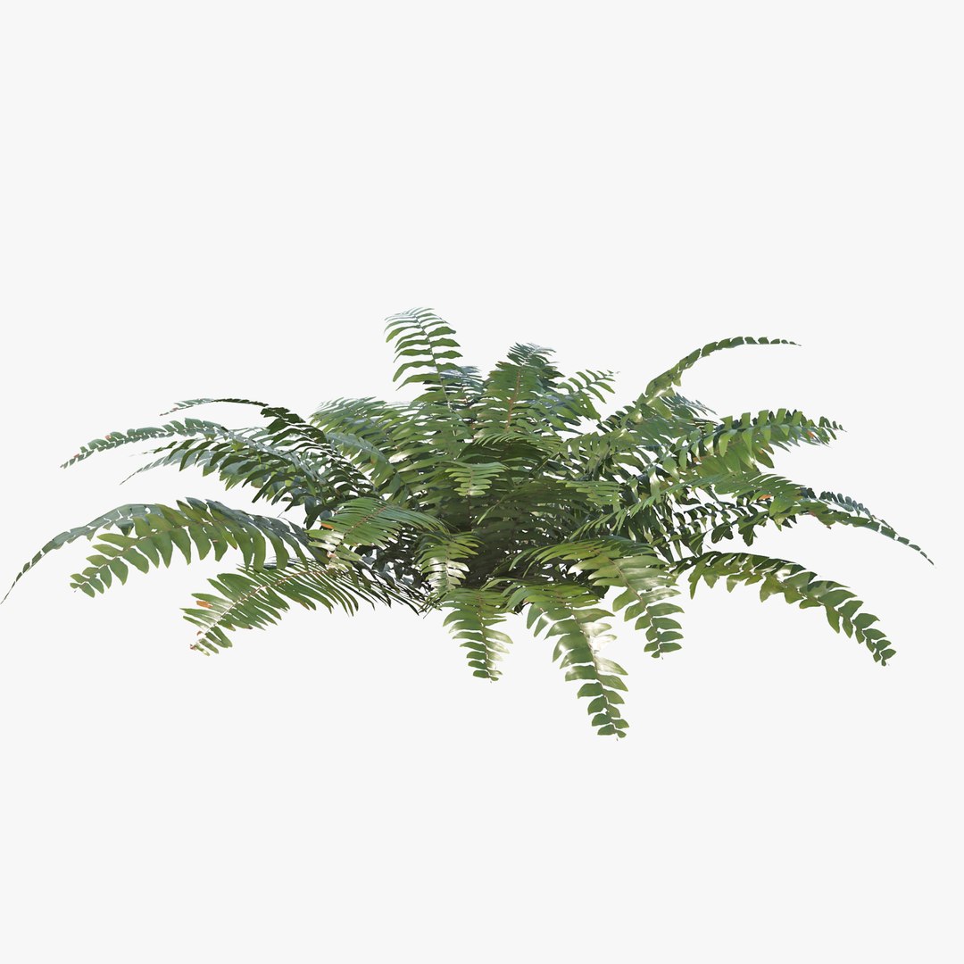 3D Sword Fern 07 - TurboSquid 2416449