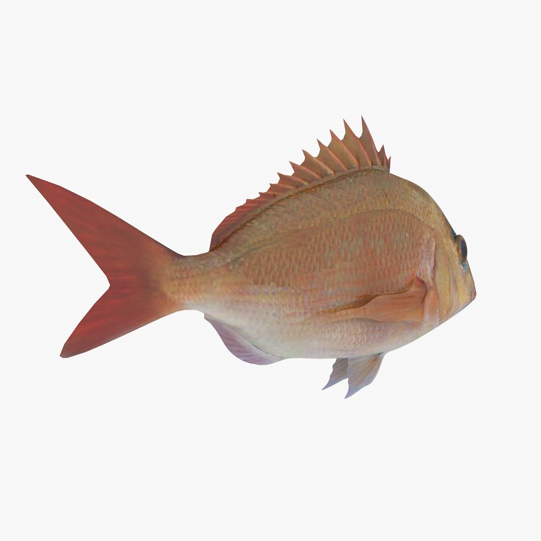 3d model snapper fish