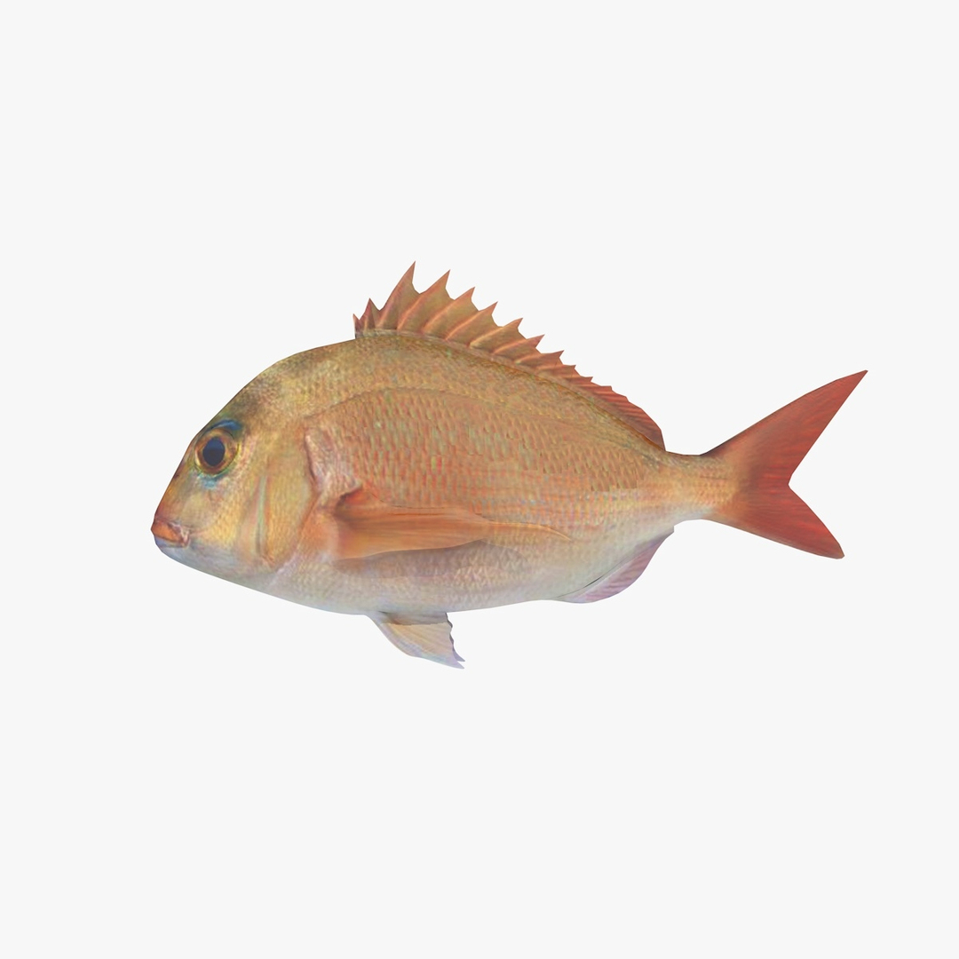 3d model snapper fish