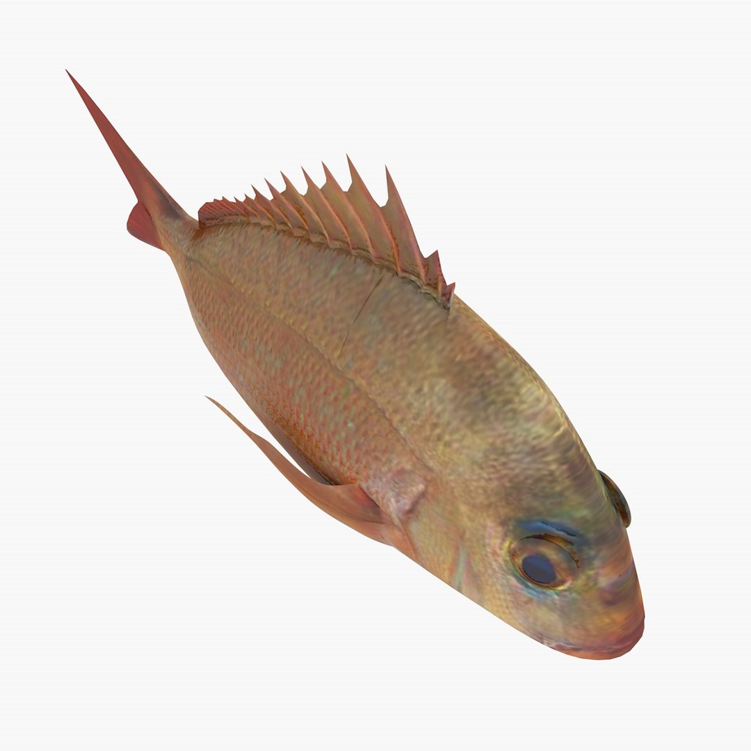 3d model snapper fish