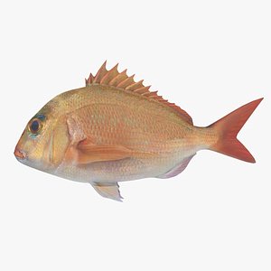 3d Model Of Bull Shark Rigged