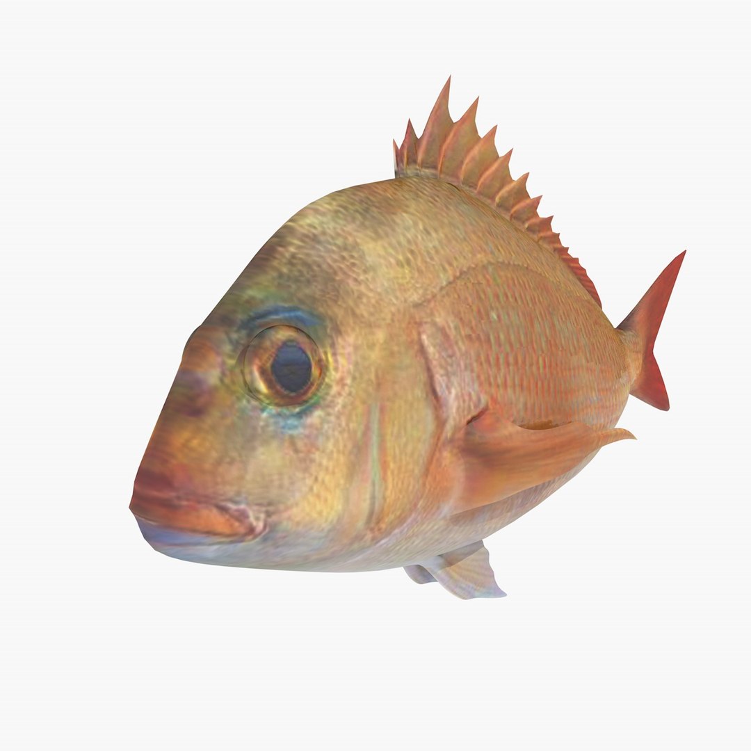 3d model snapper fish
