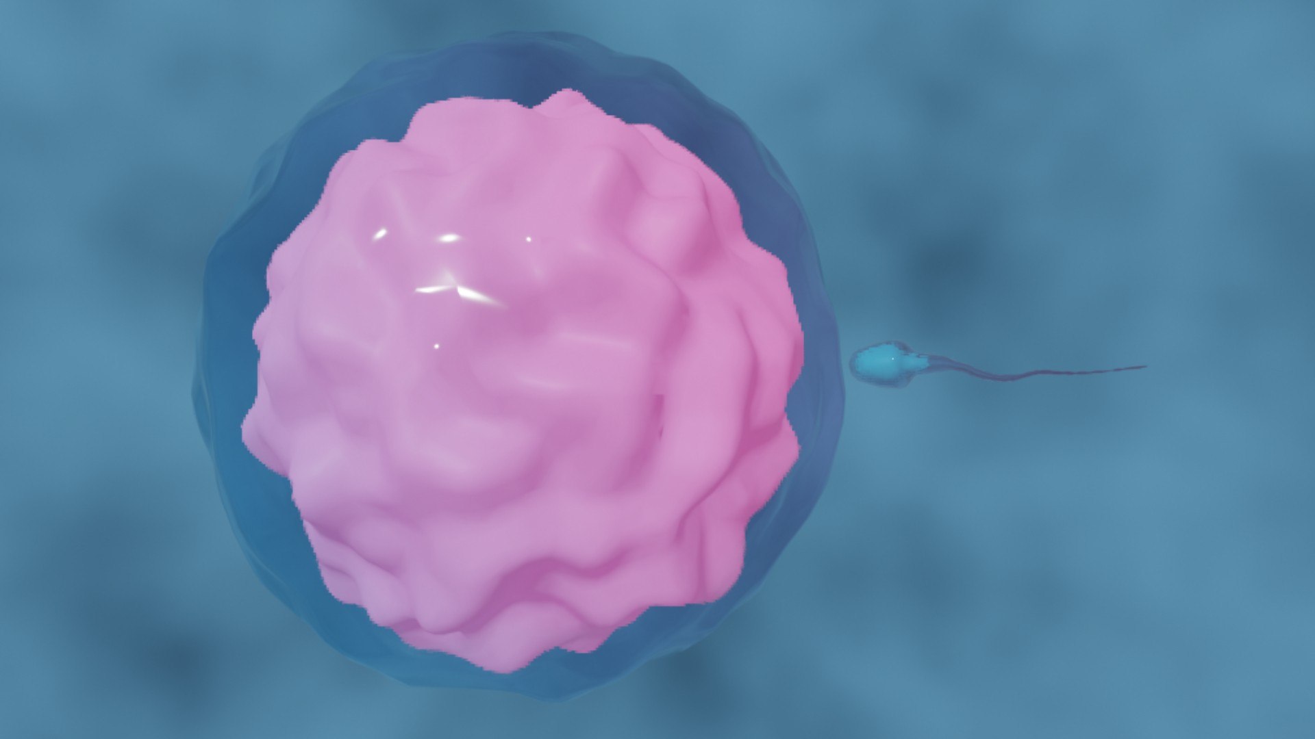 Fecundation 3D Model 3D Model - TurboSquid 1725793