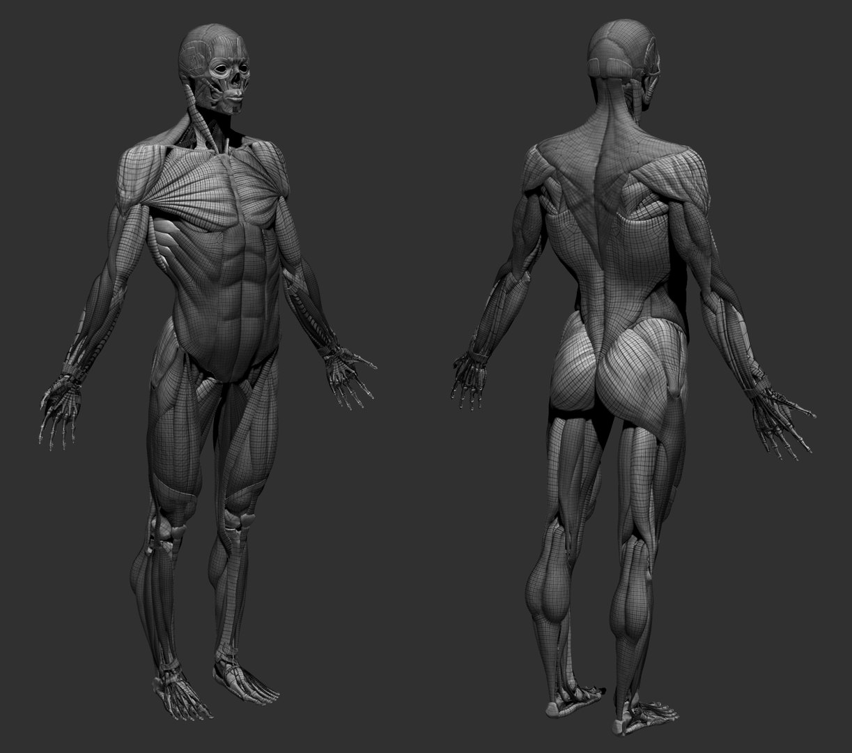Human Male 3D Model - TurboSquid 1642100