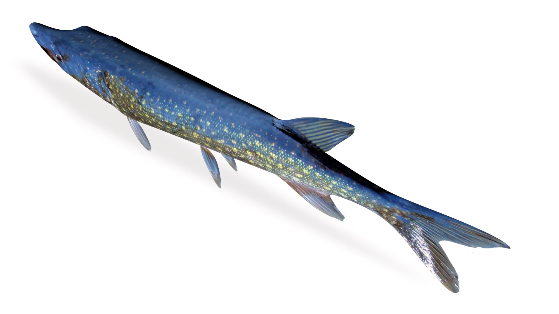 Chain pickerel 3D model - TurboSquid 1666023