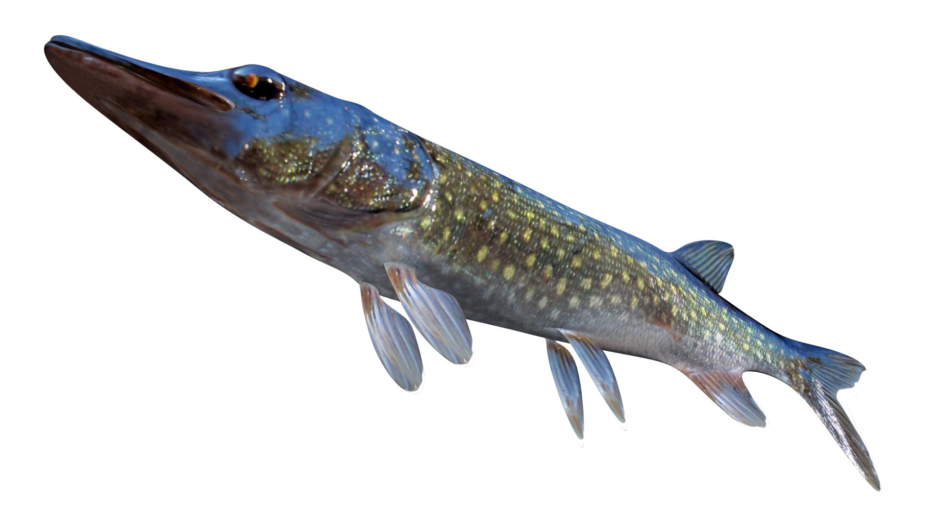 Chain pickerel 3D model - TurboSquid 1666023
