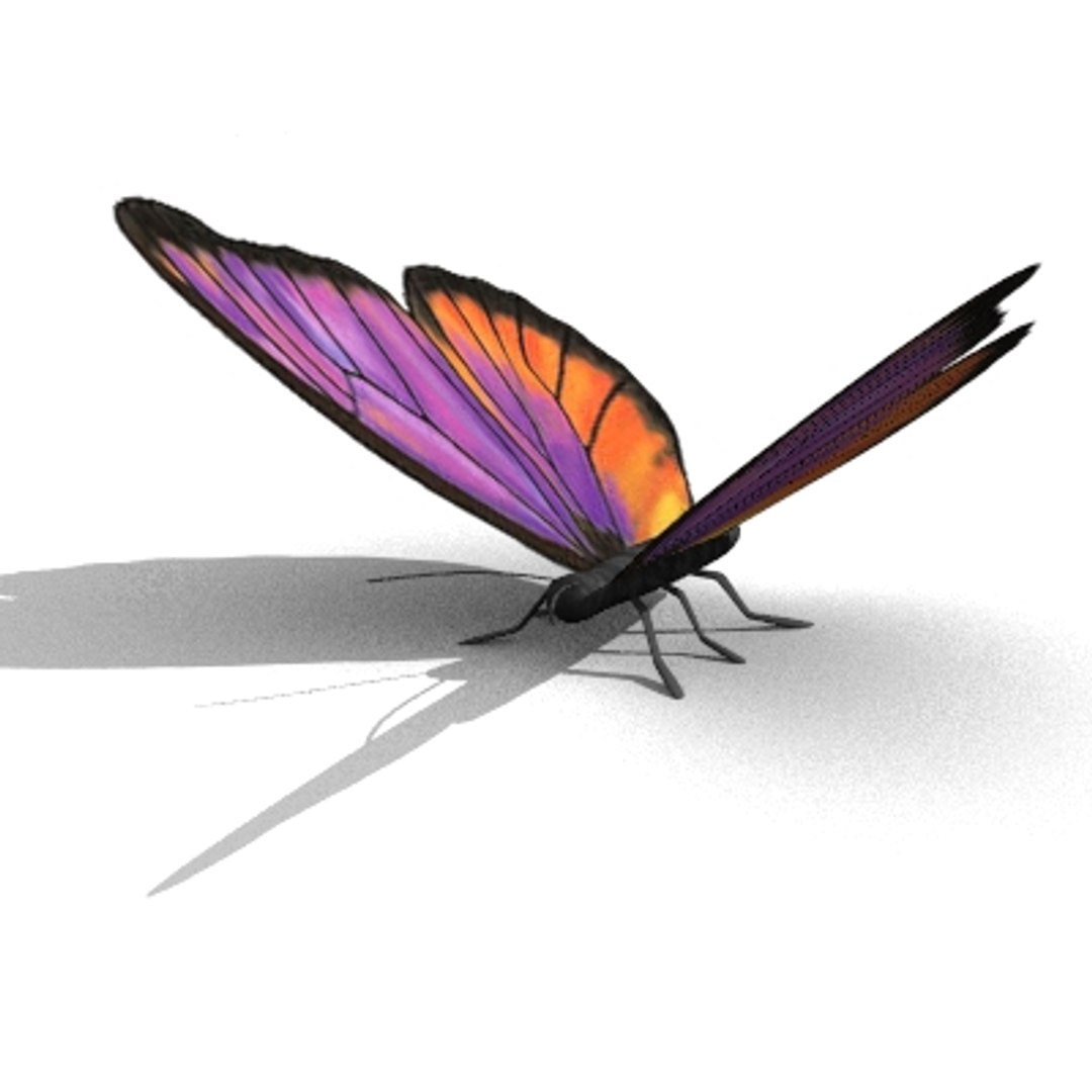 butterfly obj