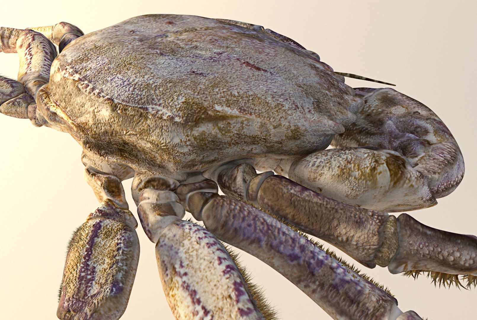 3d Max Crab
