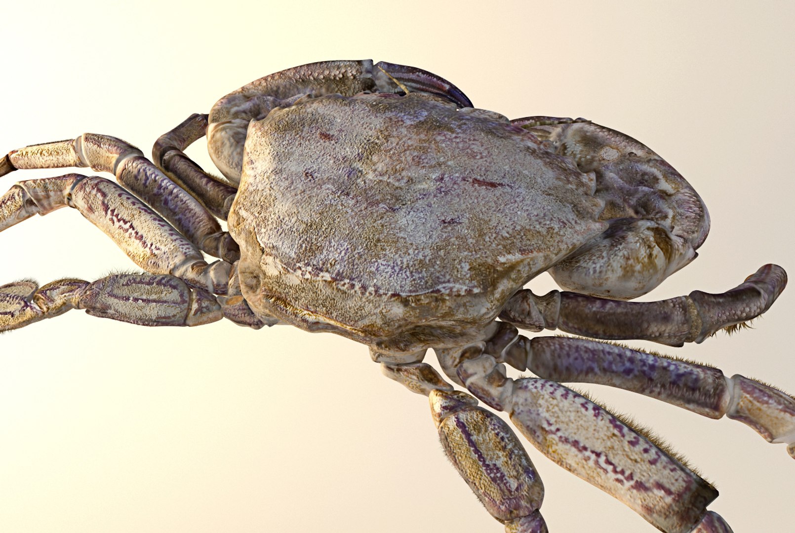 3d Max Crab