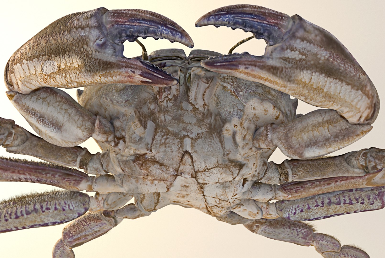 3d Max Crab
