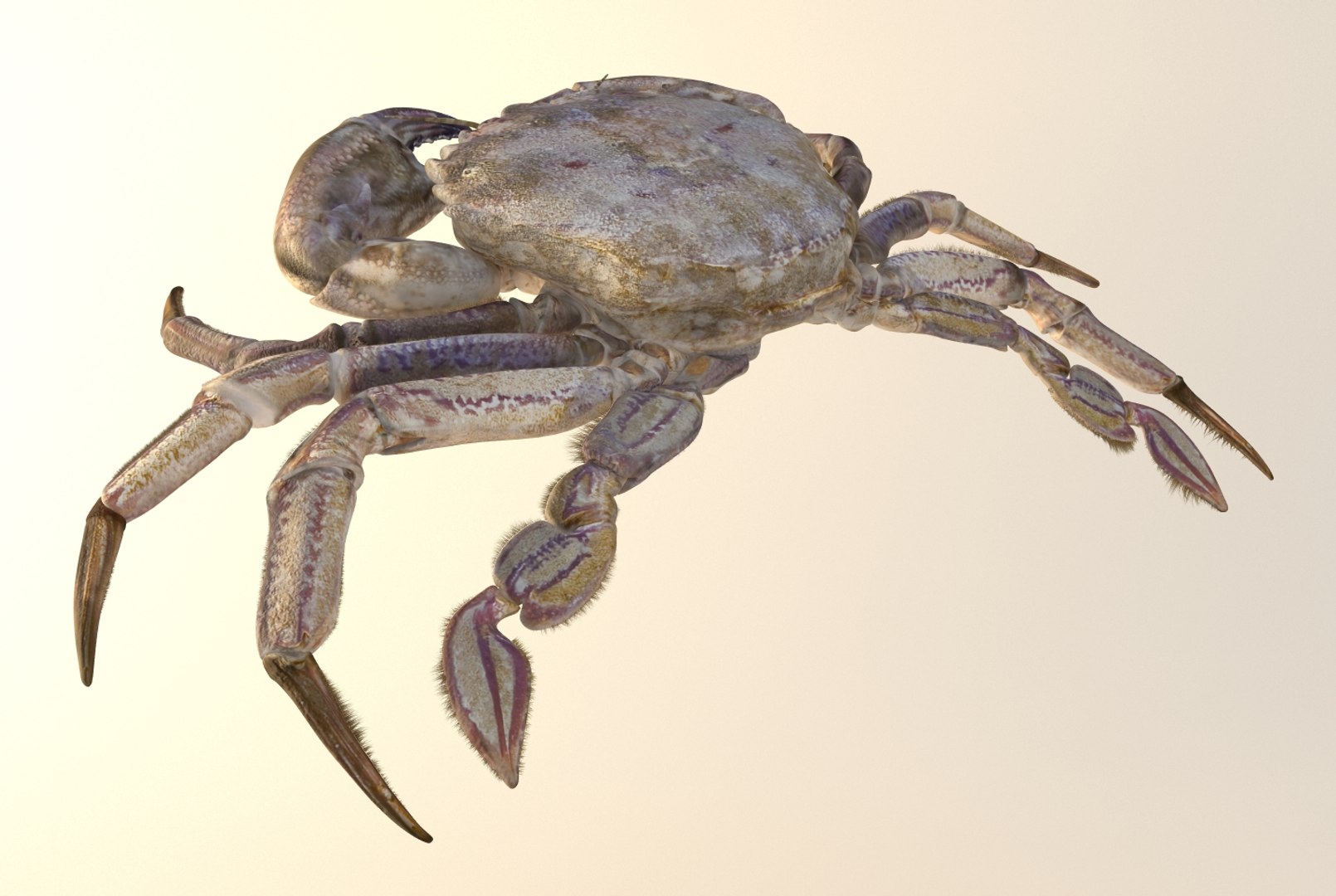 3d Max Crab