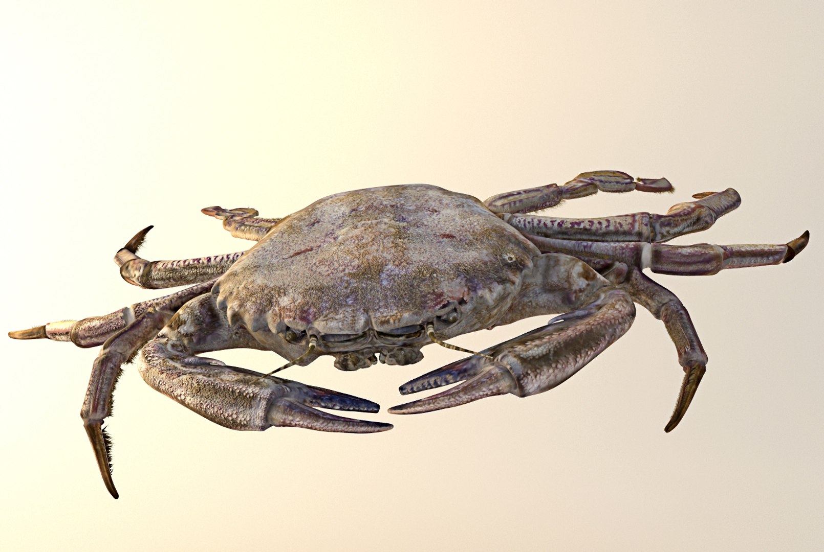 3d Max Crab