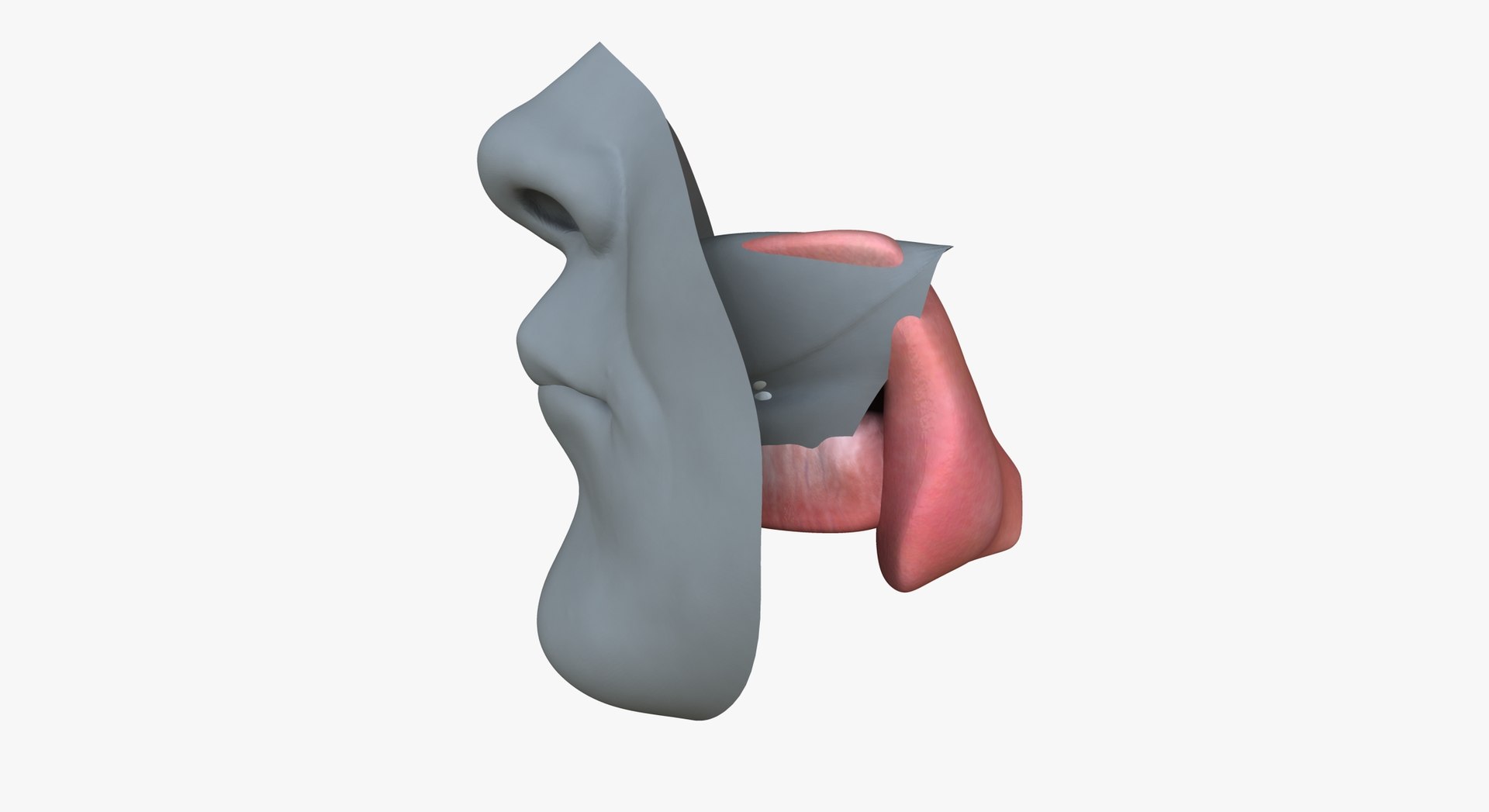 Male Mouth Rig 3d Model