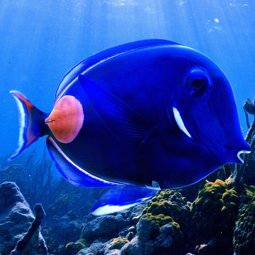 3ds Max Achilles Tang Tropical Fish