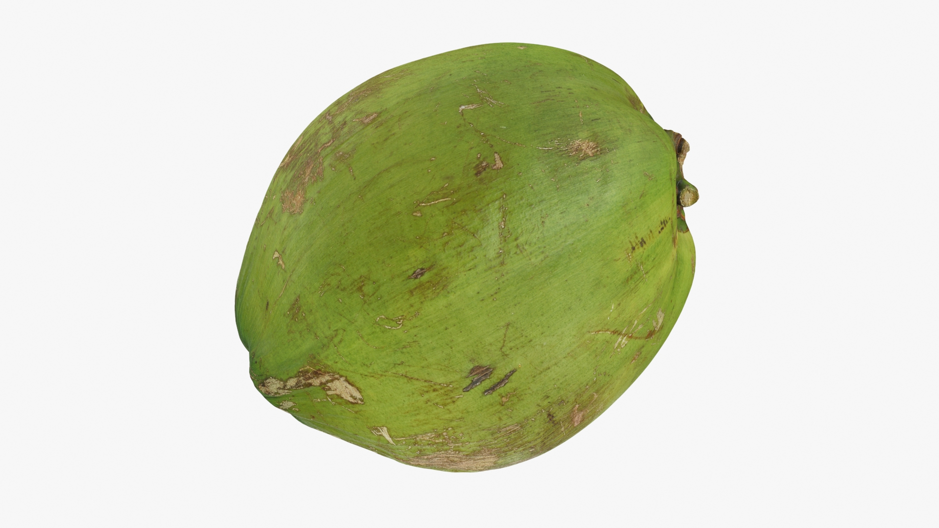 3D Green Coconut 01 - TurboSquid 2311325