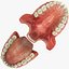 Realistic Teeth Gums Tongue Max