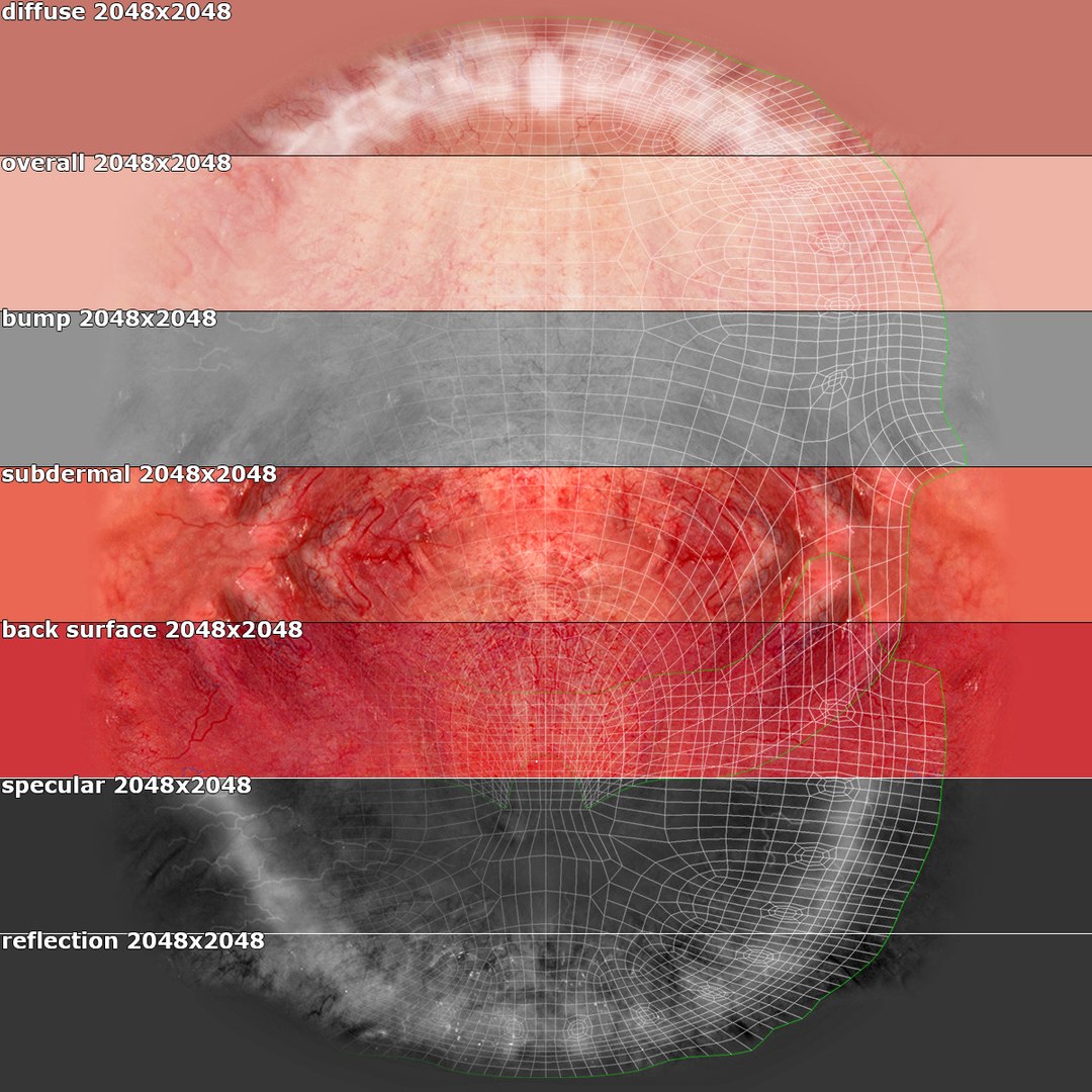 Realistic Teeth Gums Tongue Max