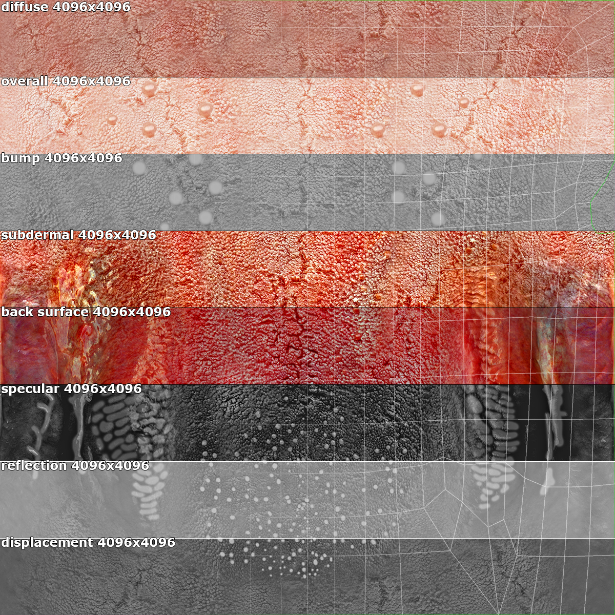 realistic teeth gums tongue max