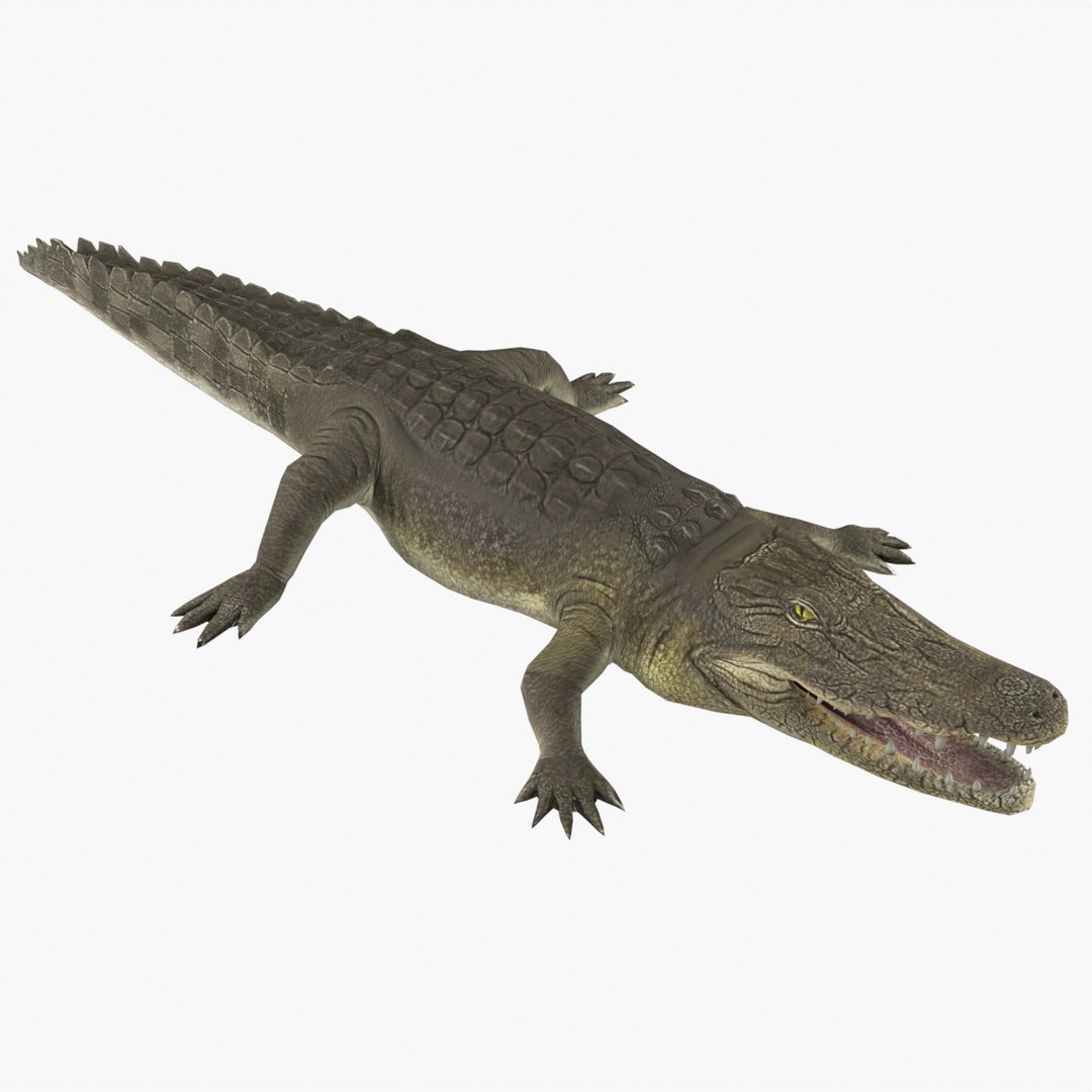 3D Model Crocodile - TurboSquid 2329996