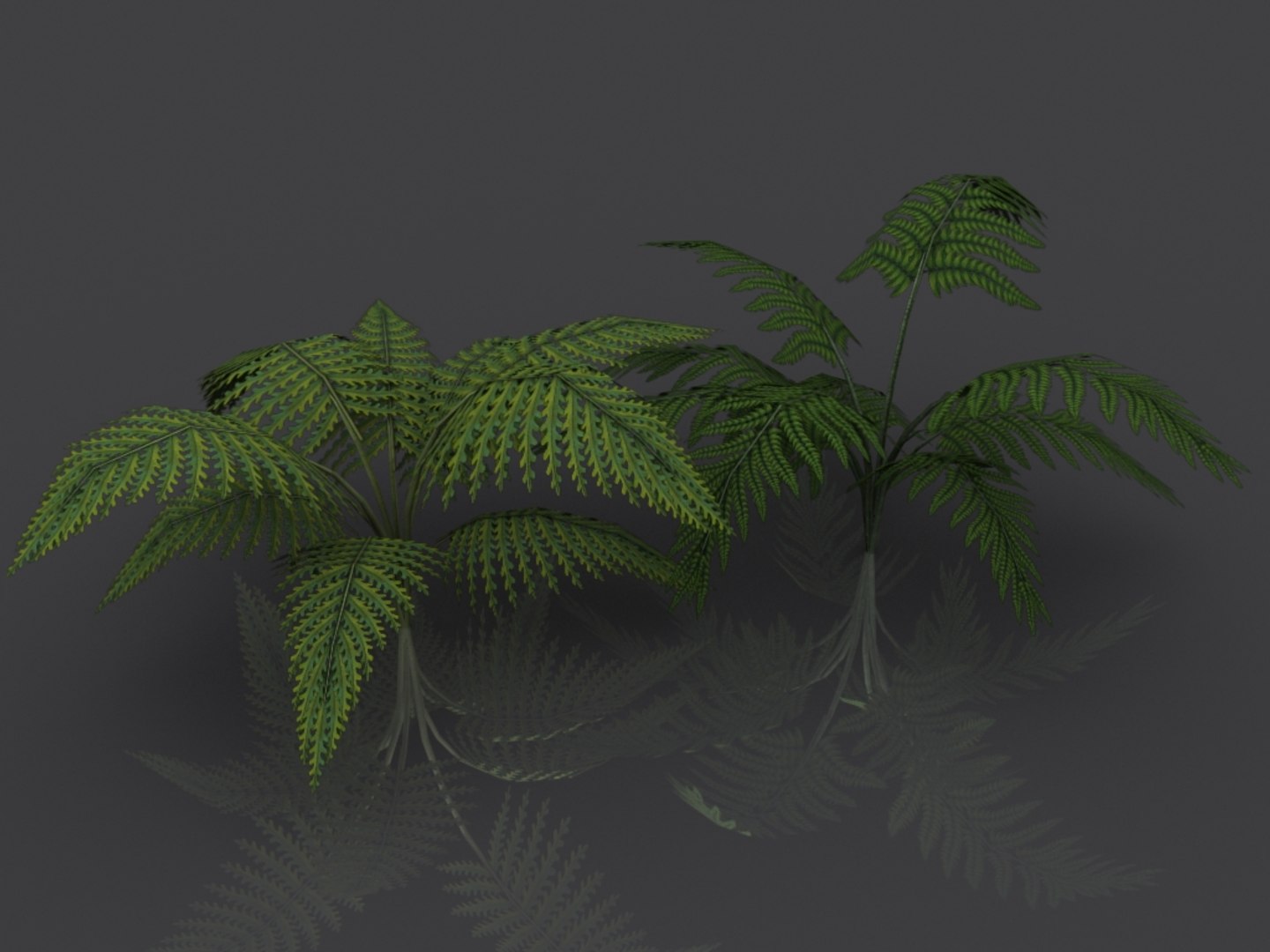 3d model ferns