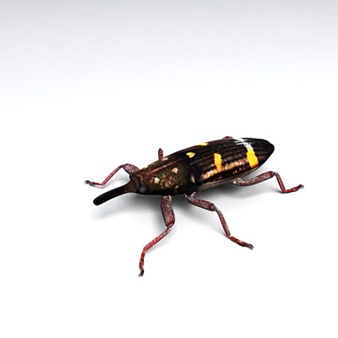 3d Model Weevil Insect