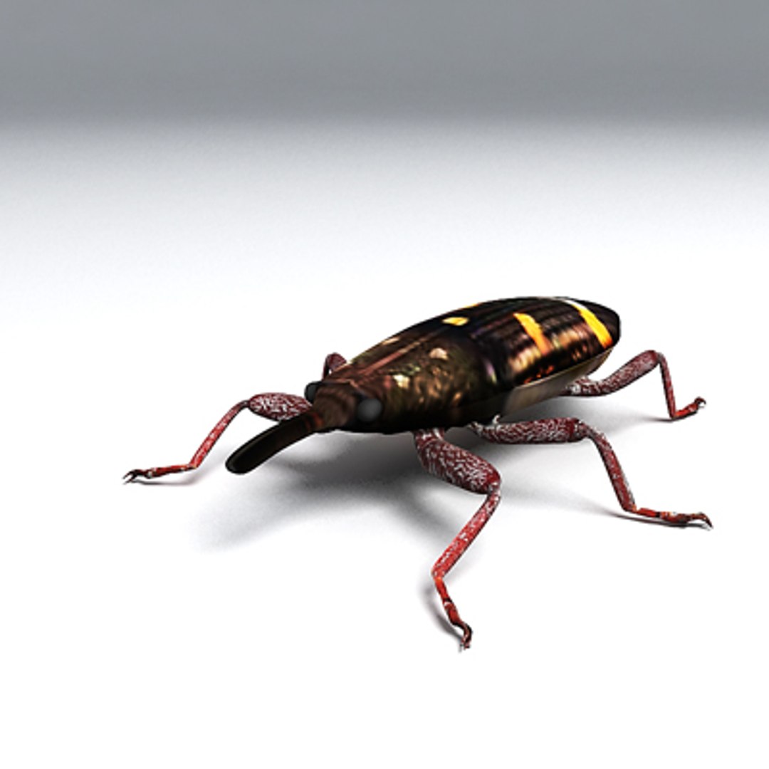 3d Model Weevil Insect