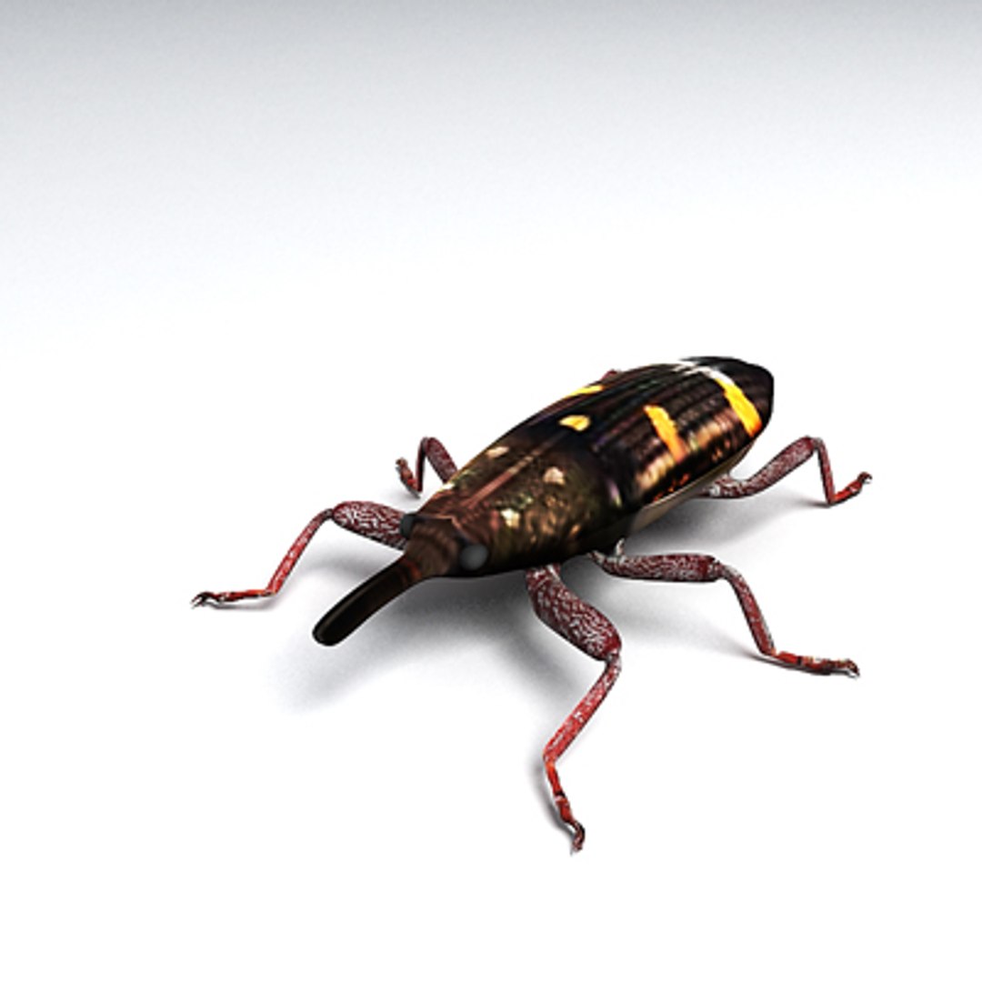 3d Model Weevil Insect