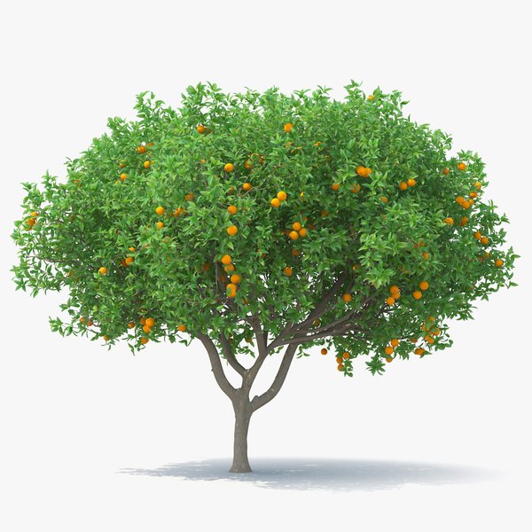orange tree 3d model