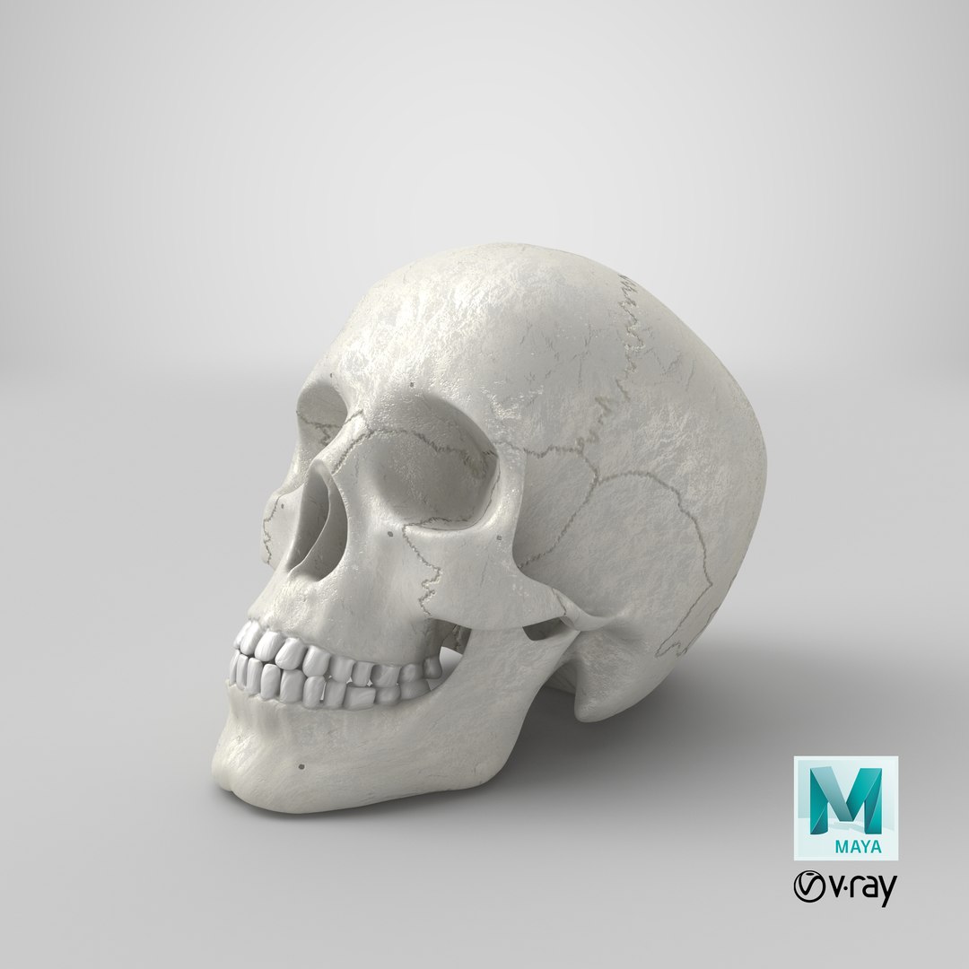 3D Human Skull Model - TurboSquid 1493829
