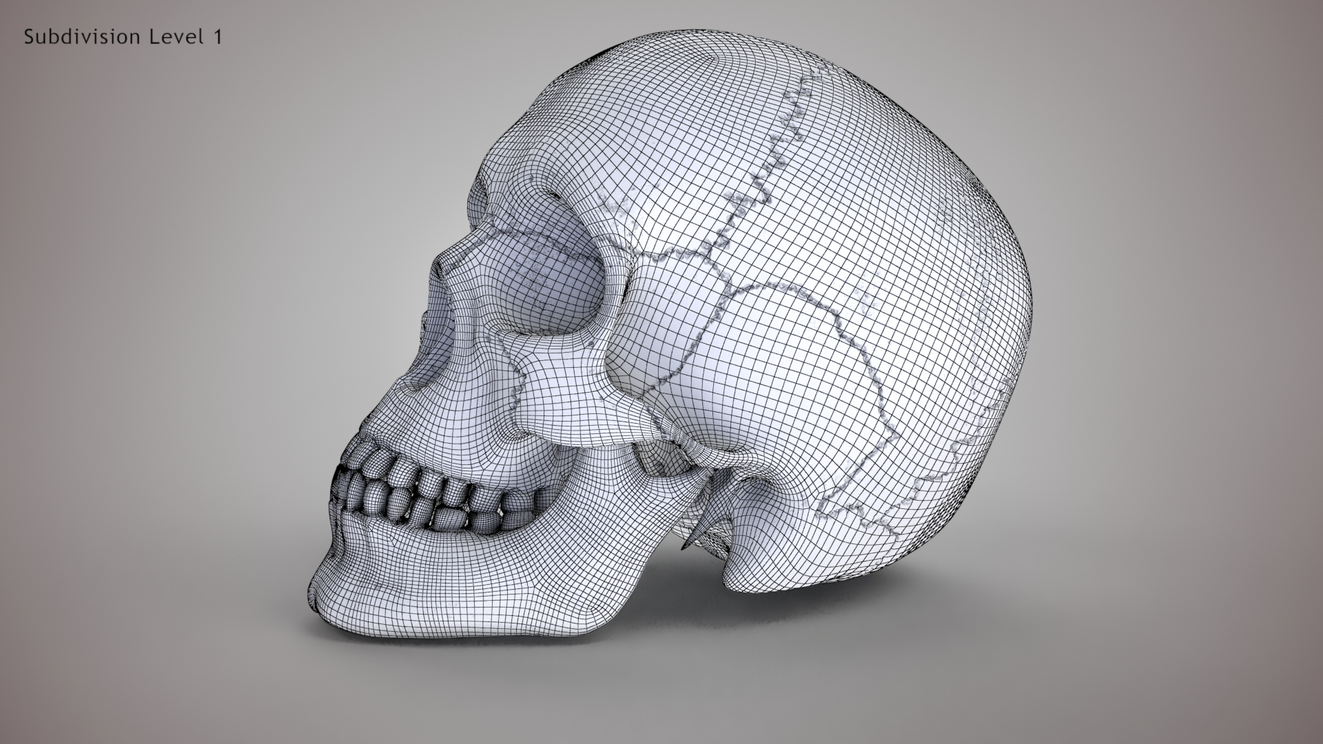 3D Human Skull Model - TurboSquid 1493829