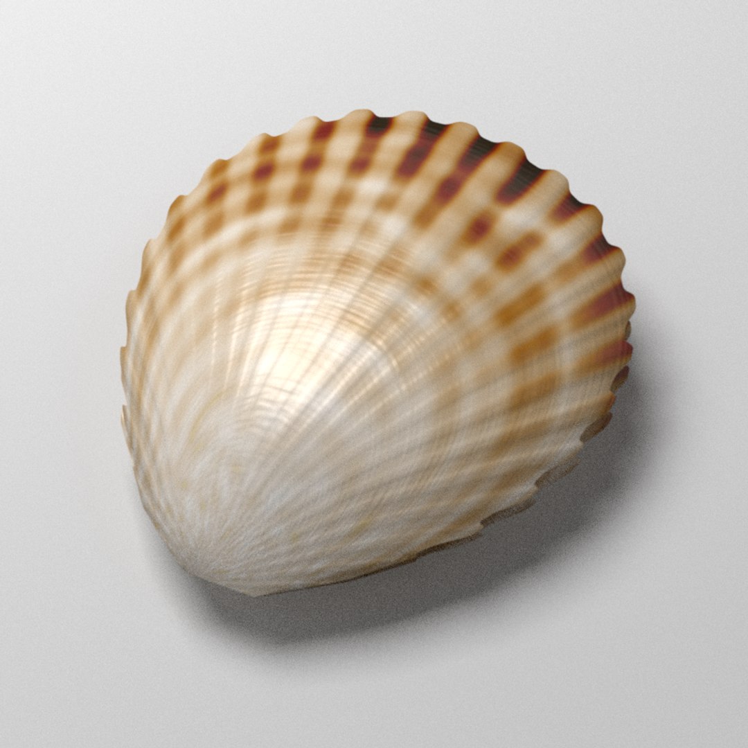 3d Scallop Shell