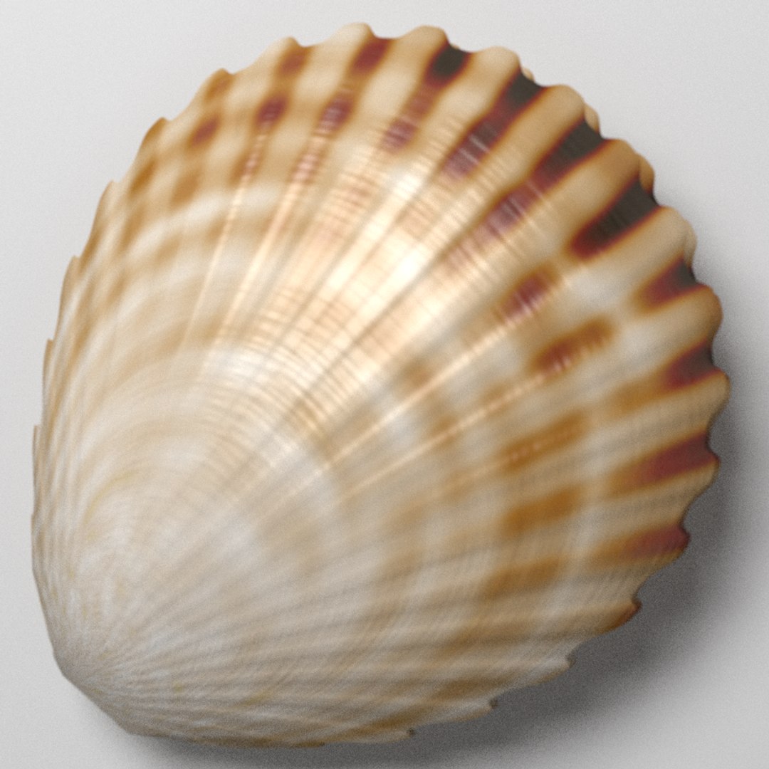3d Scallop Shell