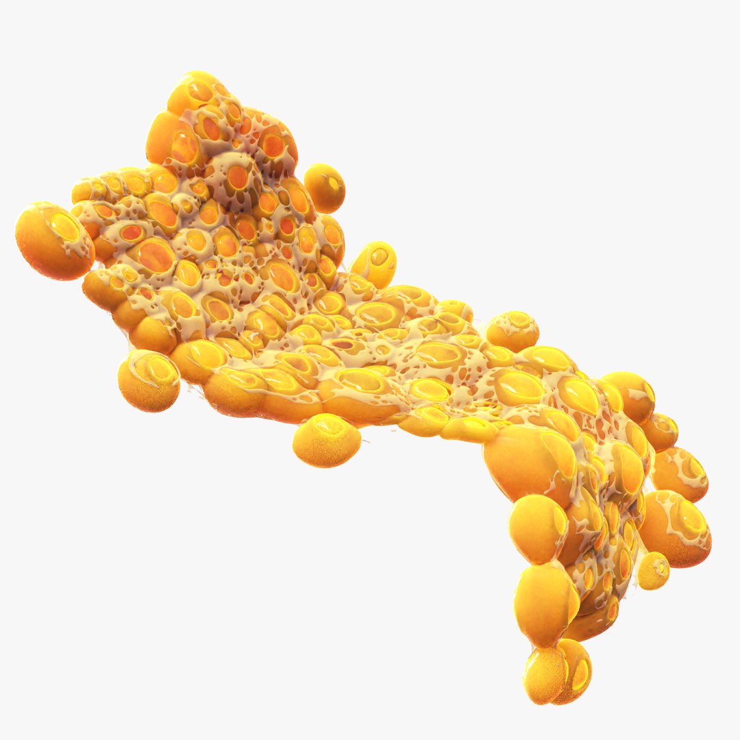 3D Fat Cell Anatomy - TurboSquid 2201018